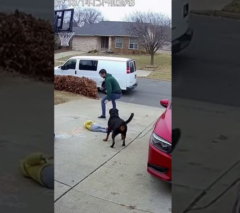 Family Dog Senses Danger and Saves Toddler… Caught on Camera! – Home