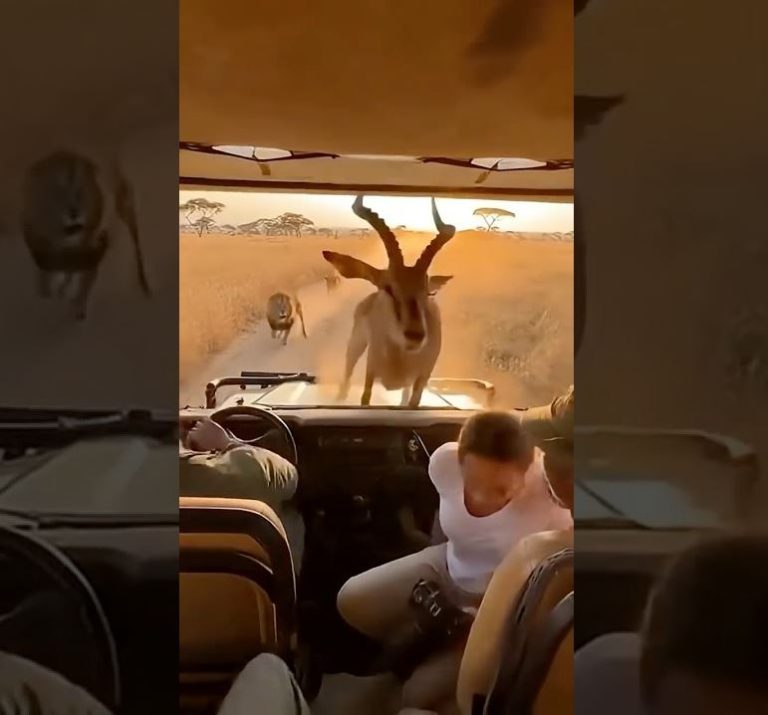 A Surprising Wildlife Moment: Deer Climbs Onto a Safari Jeep – Home
