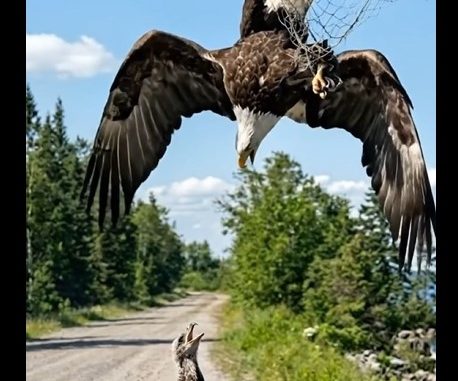 Man Rescues Bald Eagle Mom Trapped in a Net… Her Chick Waits Below in ...