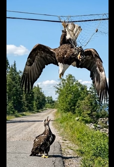 Man Rescues Bald Eagle Mom Trapped in a Net… Her Chick Waits Below in ...