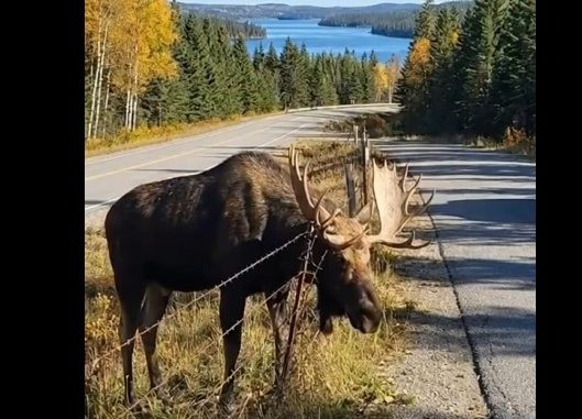 A Moose Trapped in Barbed Wire… Until a Hero Stepped In – Home