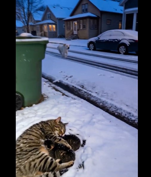 Dog Rescues Mother Cat & Kittens From Freezing Cold – Home