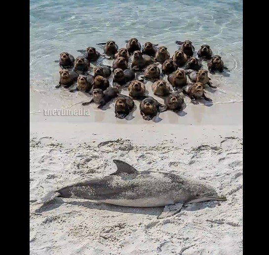 Stranded Dolphin Gets Helped in an Amazing Way – Home