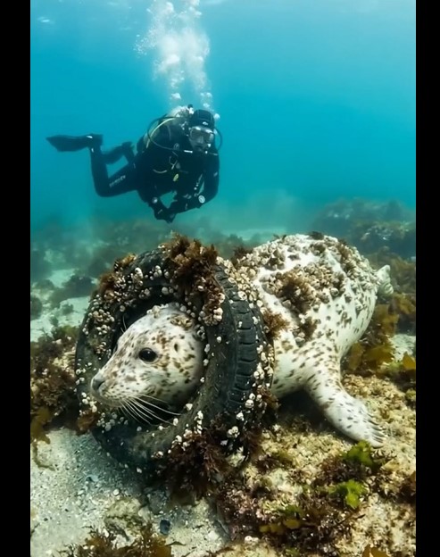 Diver Saves Helpless Seal Trapped In A Tire A Powerful Underwater