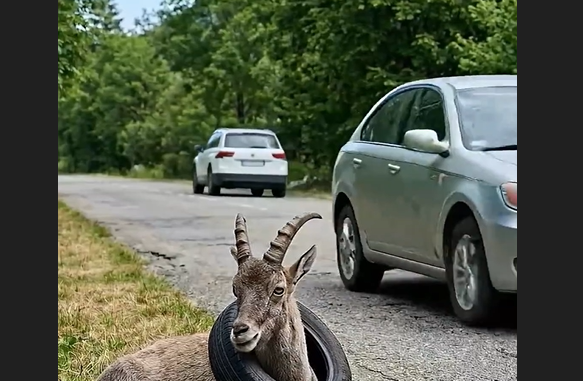Unbelievable Help — A Man Stopped and Saved an Ibex by the Roadside – Home