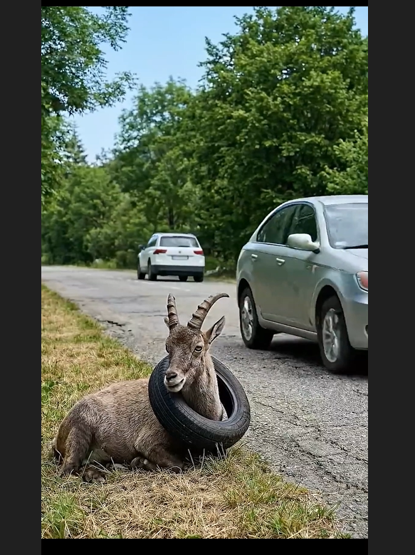 Unbelievable Help — A Man Stopped and Saved an Ibex by the Roadside – Home