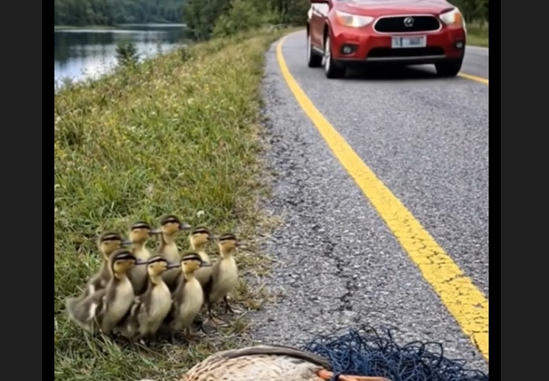 Everyone Drove Past—One Woman Didn’t – Home