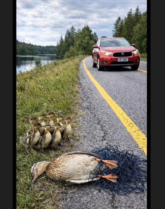 Everyone Drove Past—One Woman Didn’t – Home